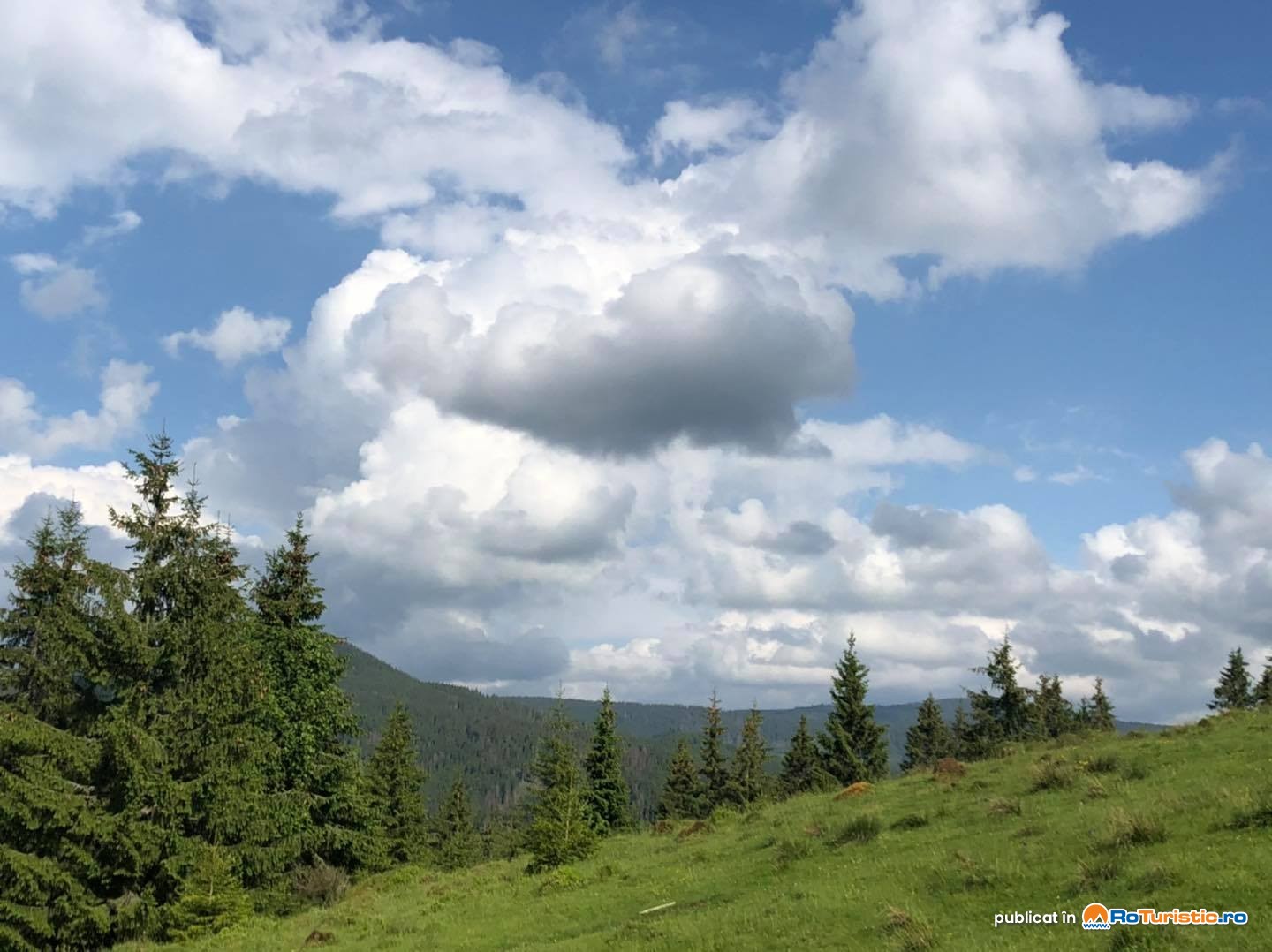 Cabana The Forest Poiana Horea Belis - Cazare Belis